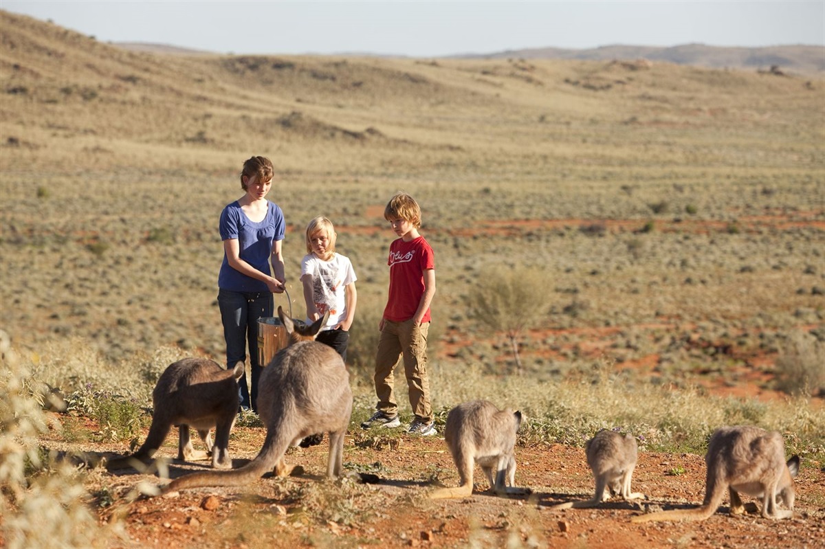 John Simons Flora & Fauna Sanctuary Broken Hill, Australia | Official ...